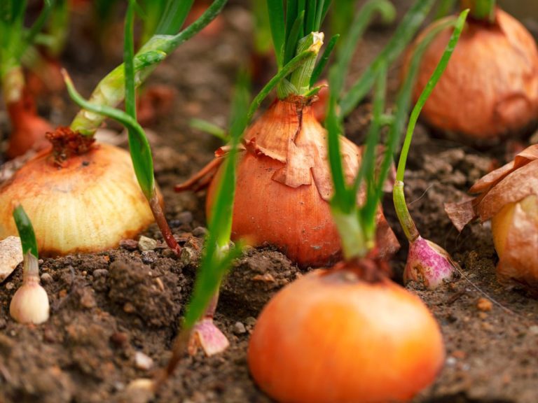 12 Incredible Health Benefits of Raw Onions You Need to Know