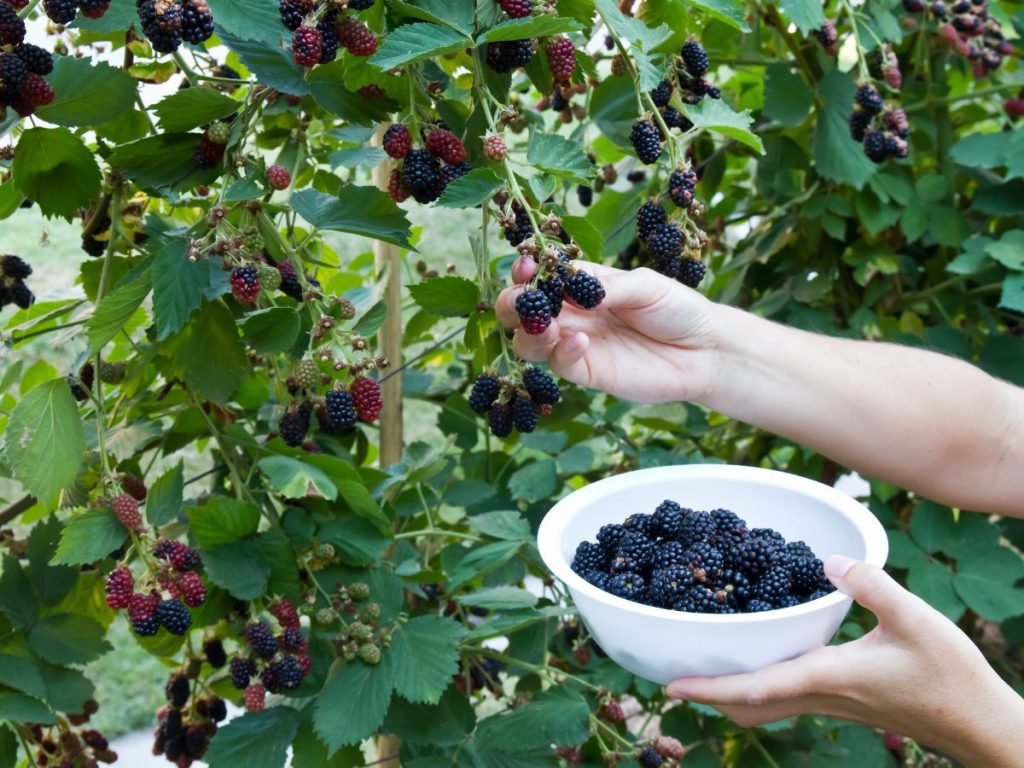 15 Surprising Health Benefits of Blackberries You Need to Know
